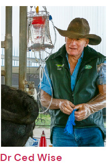 Navigating MOET and IVF